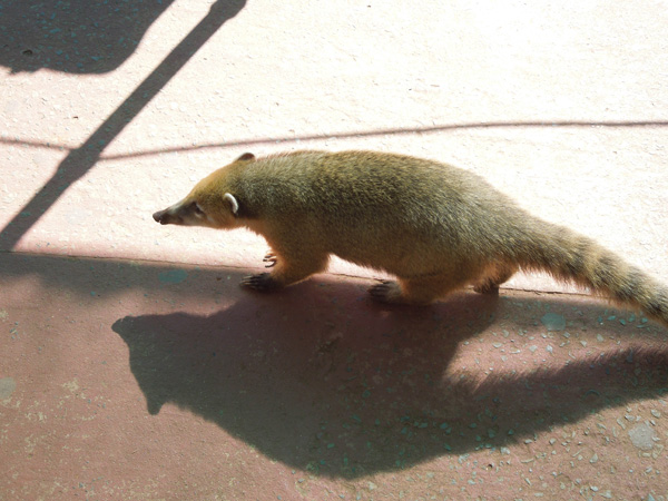 Watch About Coati full movie in english with subtitles in HD - coolcfile